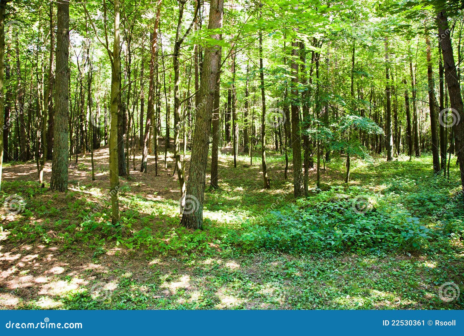 Wood (summer) stock image. Image of autumn, plant, scenery - 22530361