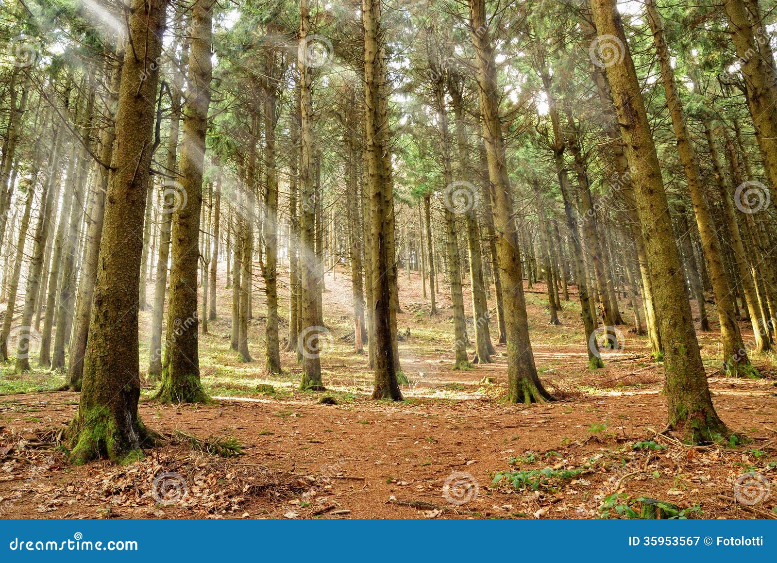 Wood with sun rays stock image. Image of beautiful, sunlight - 35953567