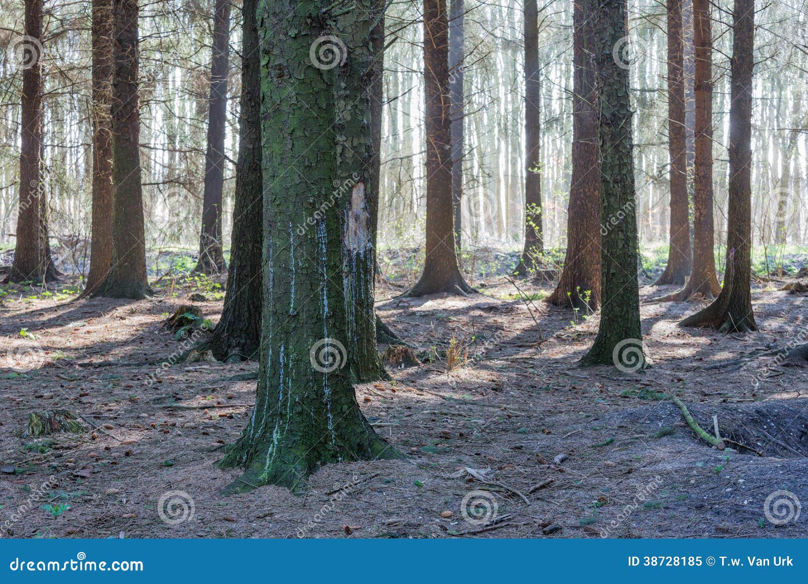Wood with the Sun Shining through the Trees Stock Image - Image of ...