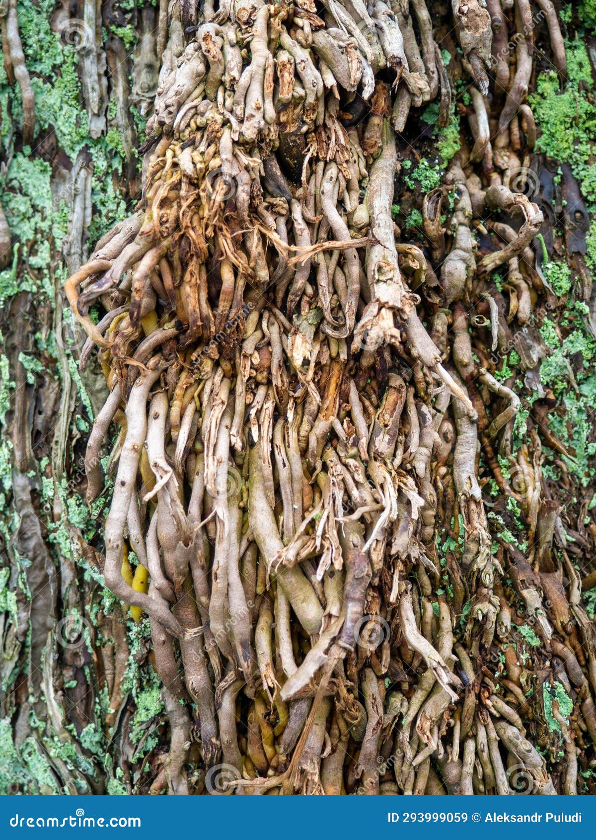 Wood Surface Background. Palm Bark. Roots on the Trunk. Uneven Natural ...