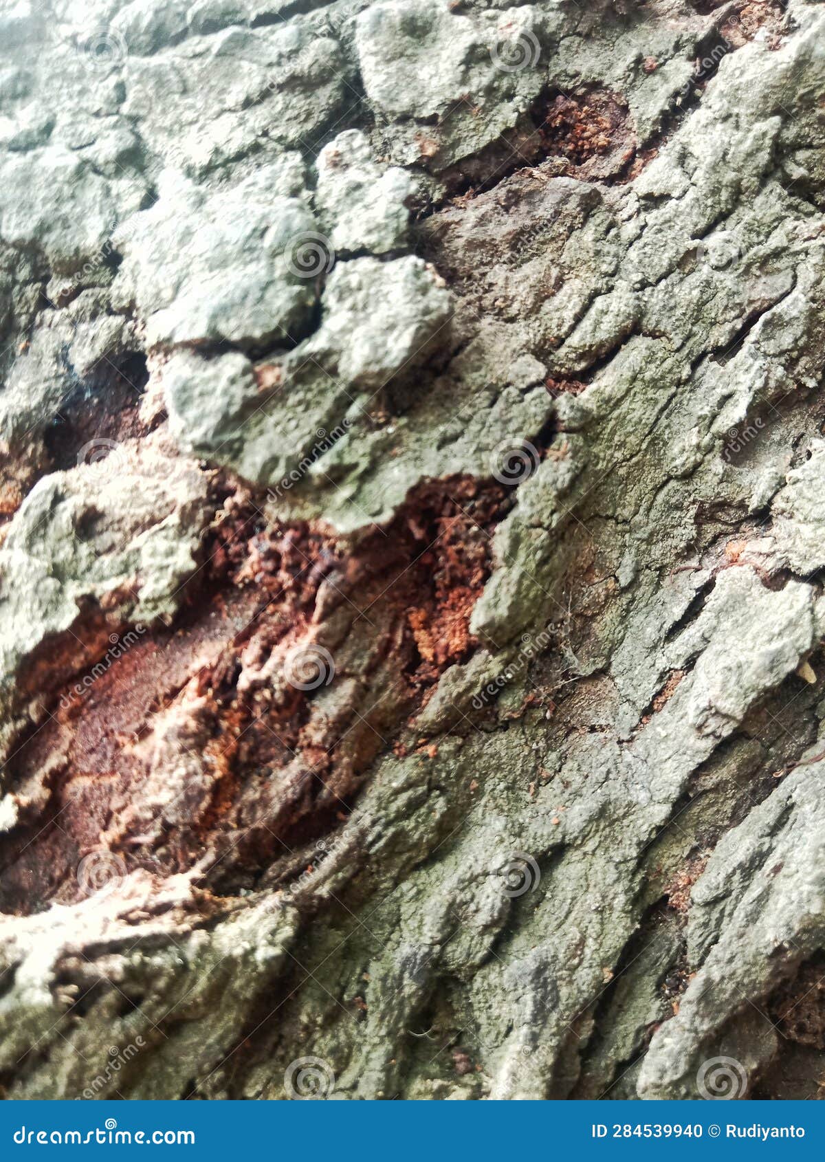 Surface of the Old Wood at the Forest Stock Photo - Image of surface ...