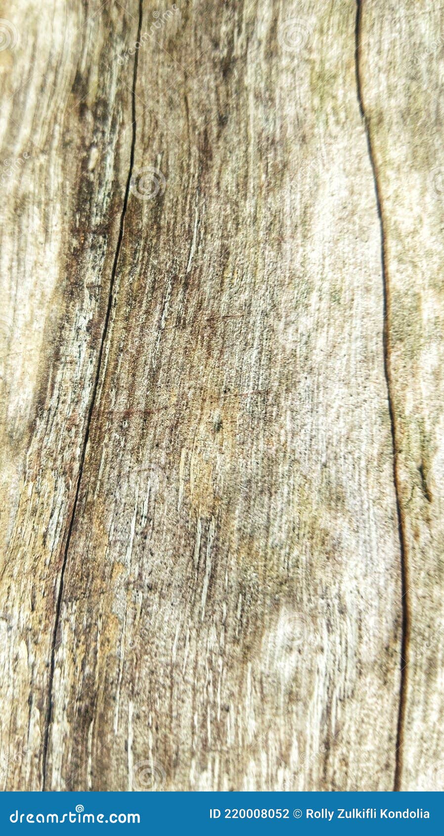 Wood Surface Texture on a Tree Stock Photo - Image of bark, tree: 220008052