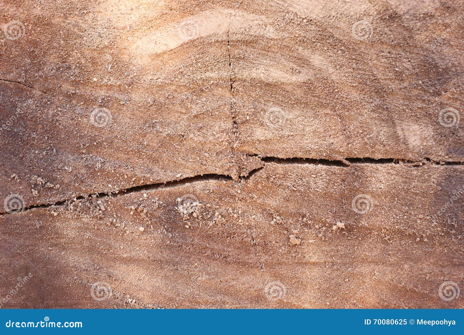 Wood surface of trunk. stock image. Image of tree, design - 70080625