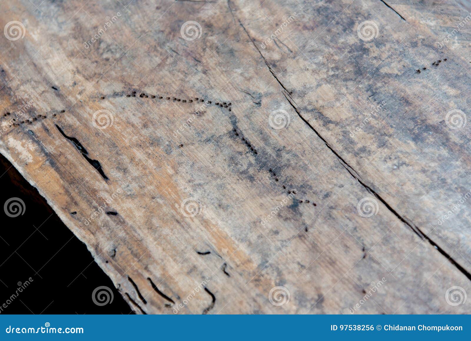Wood table with ant stock photo. Image of animal, show - 97538256