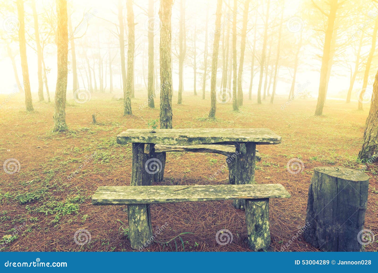 Wood Table in Forest Tree during a Foggy Day Stock Image - Image of ...