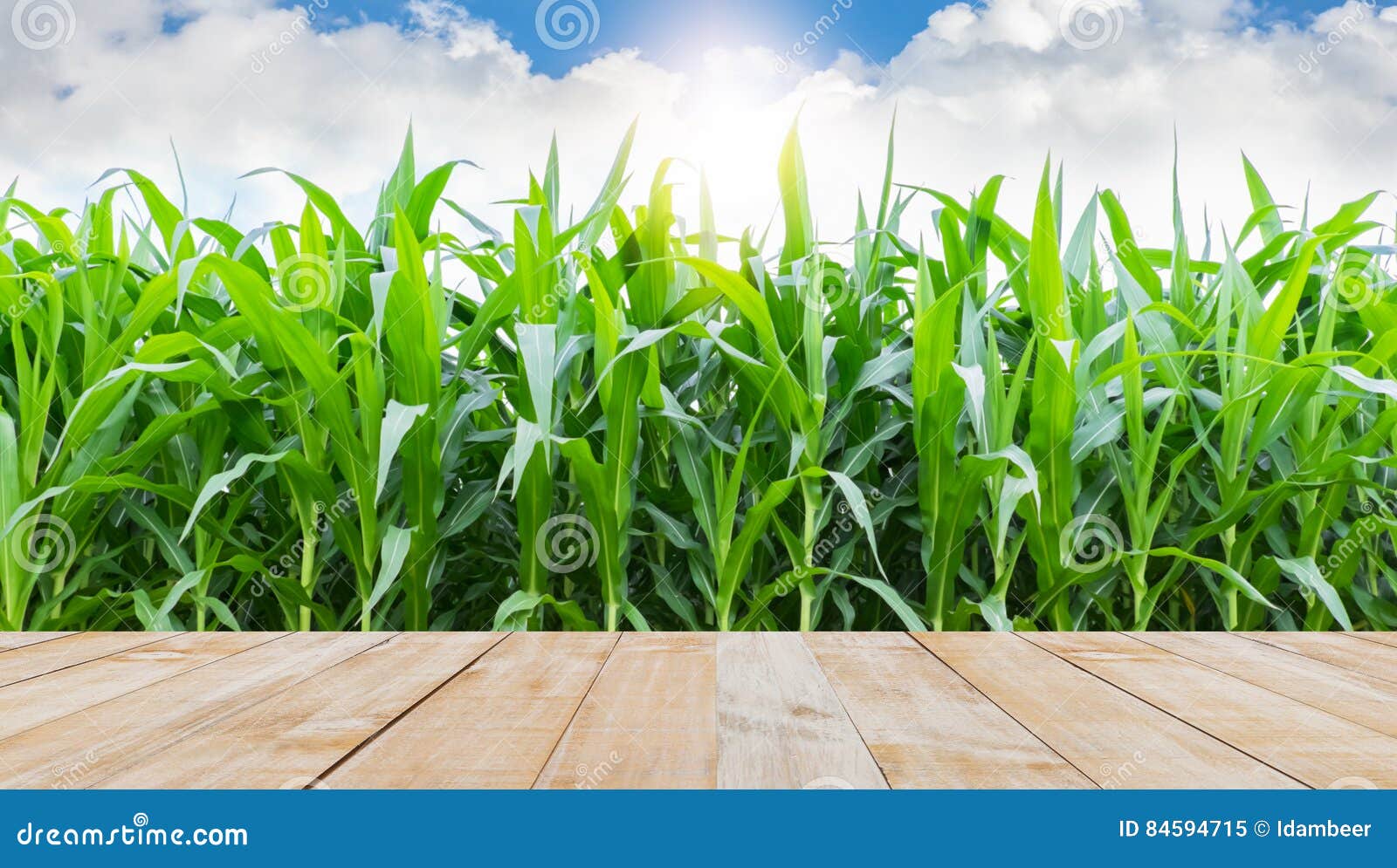 Wood Table Top with Corn Farming Stock Image - Image of green, nature ...