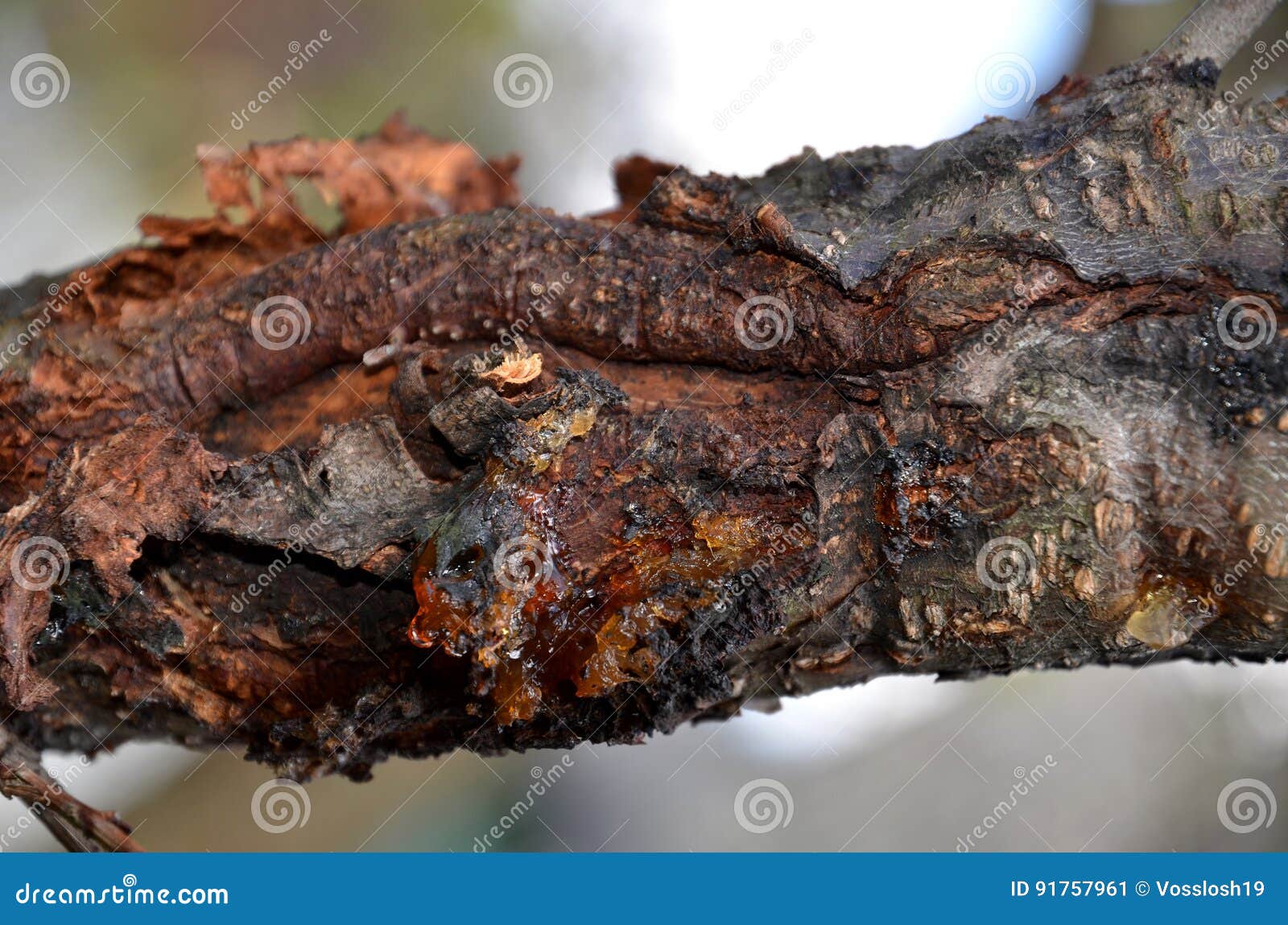 The wood tar is flowing. stock image. Image of tree, process - 91757961