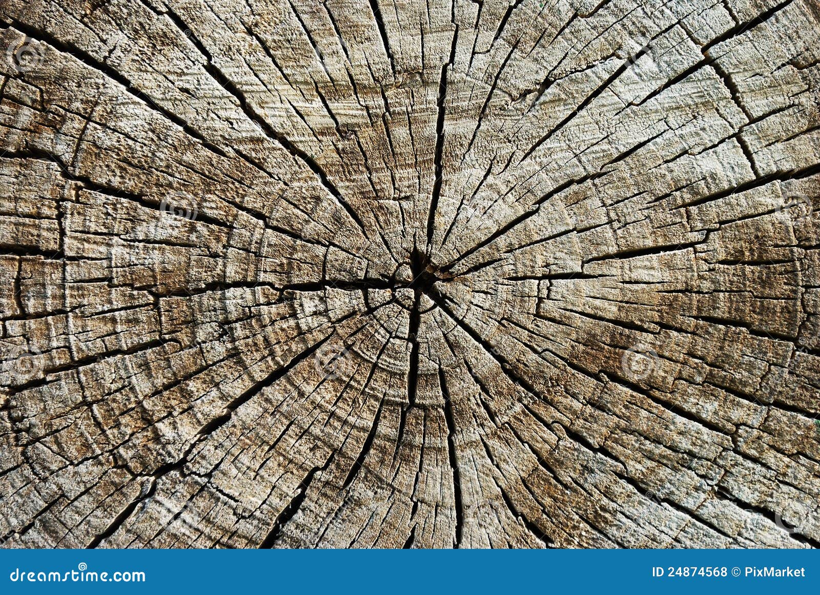 Wood Texture stock photo. Image of vintage, stub, body - 24874568