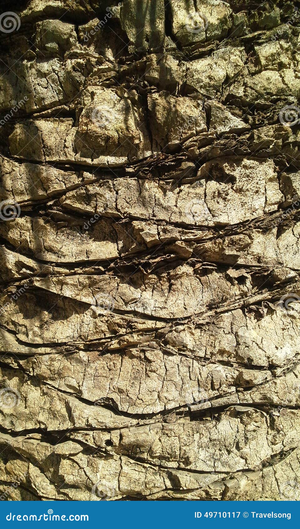 Wood stock image. Image of palm, tree, texture, light - 49710117