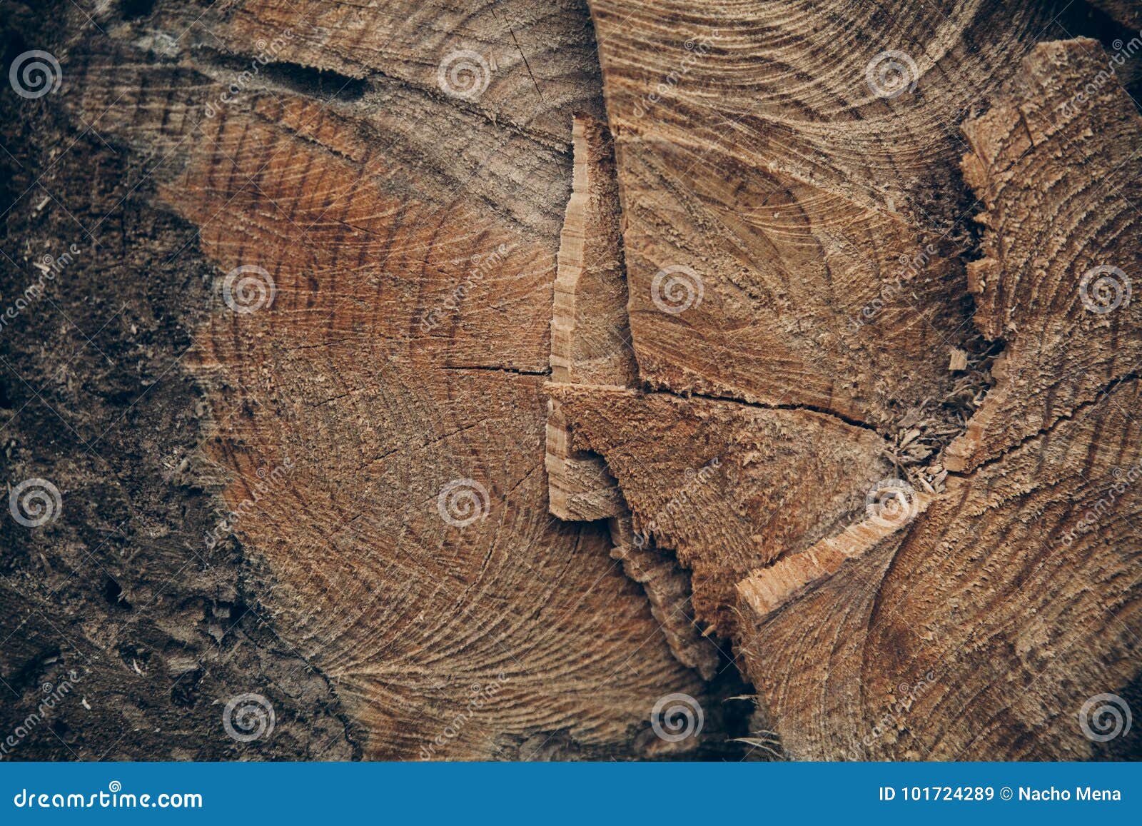 Wood Texture and Background. Cut Tree Trunk Texture. Macro View of Cut ...