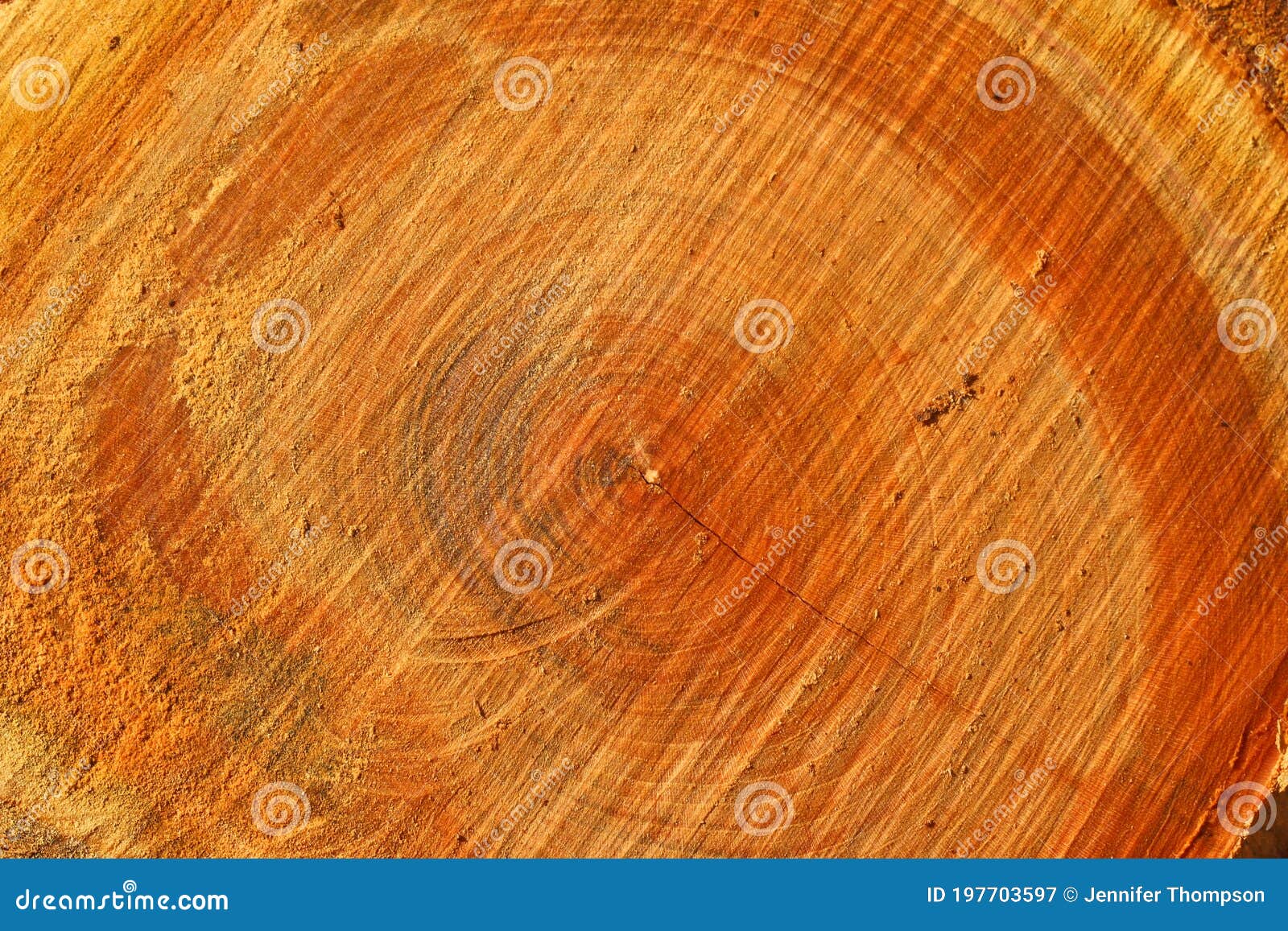 Wood Texture Background of a Cut Tree Stock Image - Image of brown ...