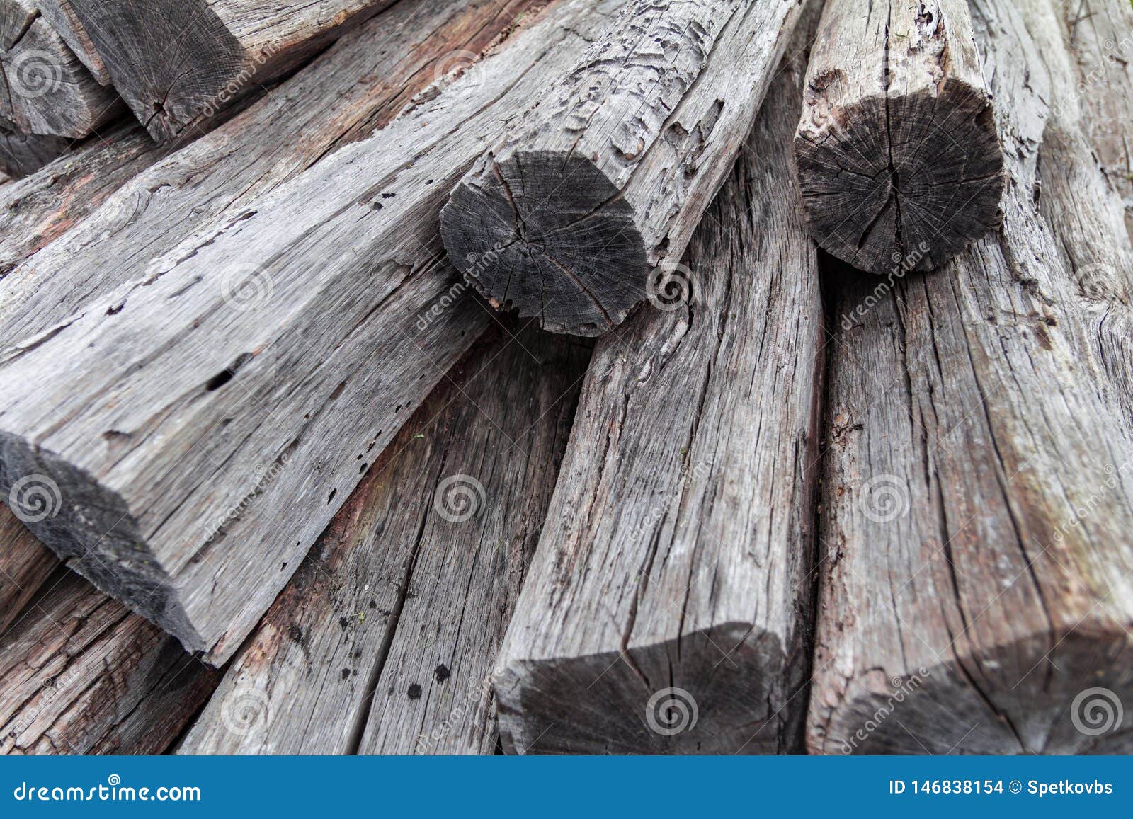Wood Texture Background, Cutted Trees Stock Photo - Image of background ...