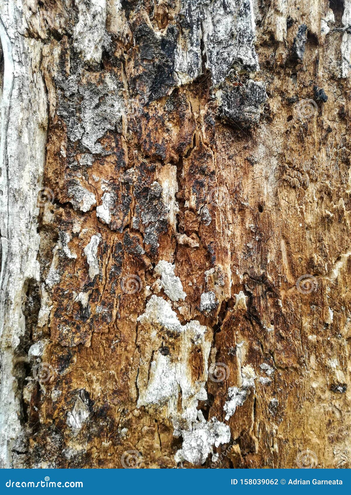 Wood Texture for Background and 3D Objects Stock Photo - Image of ...