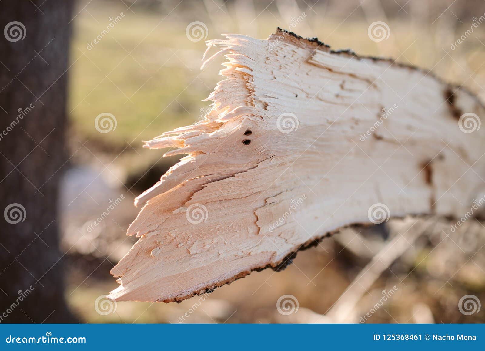 Wood Texture and Background for Design. Close Up View of Cut Tree Trunk ...