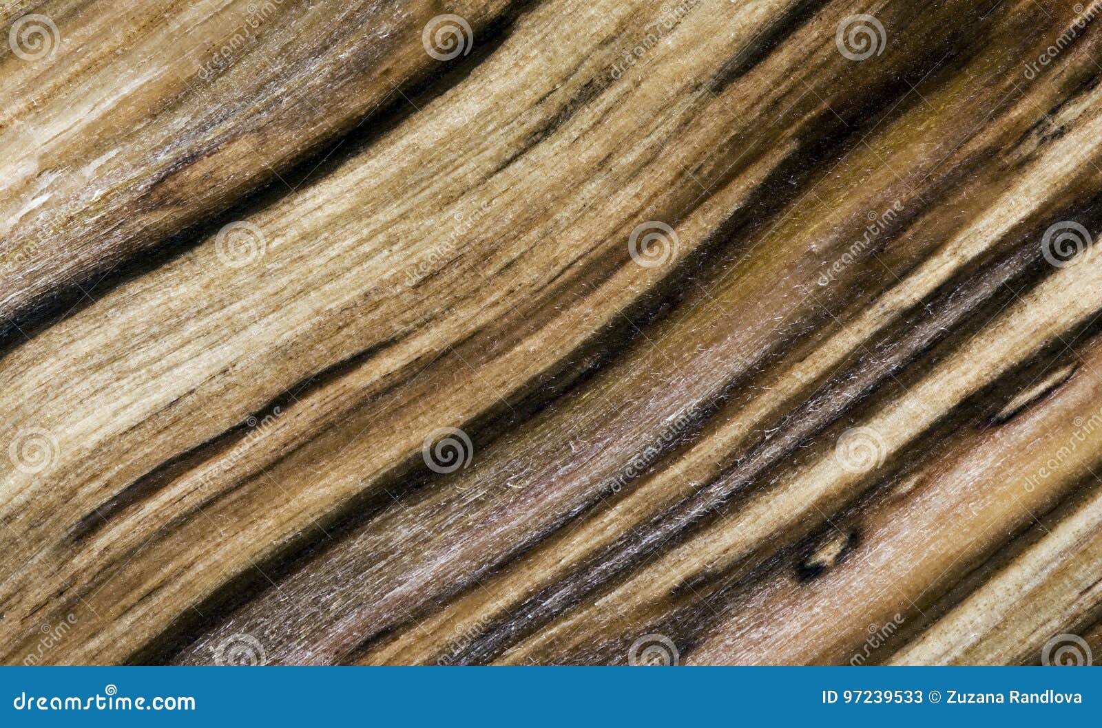 Trunk Of Chopped Down Tree With Cracks And Marks Stock Image ...