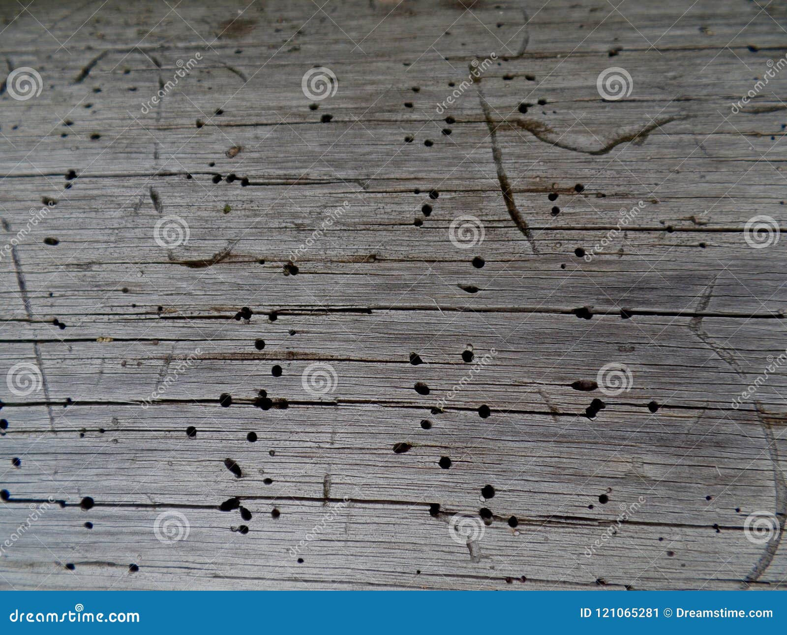 Wood Texture Background Eaten By Insects Royalty-Free Stock Photography ...