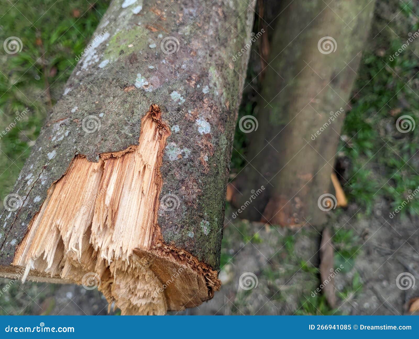 Wood Texture and Background of Large Wooden Trees in the Forest Stock ...