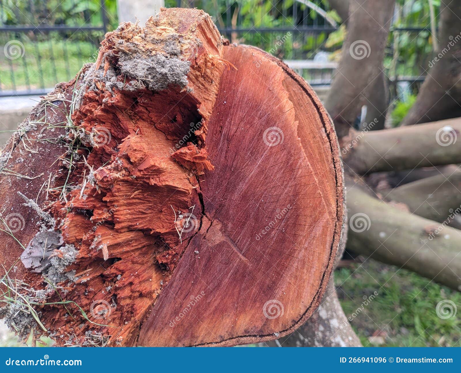 Wood Texture and Background of Large Wooden Trees in the Forest Stock ...