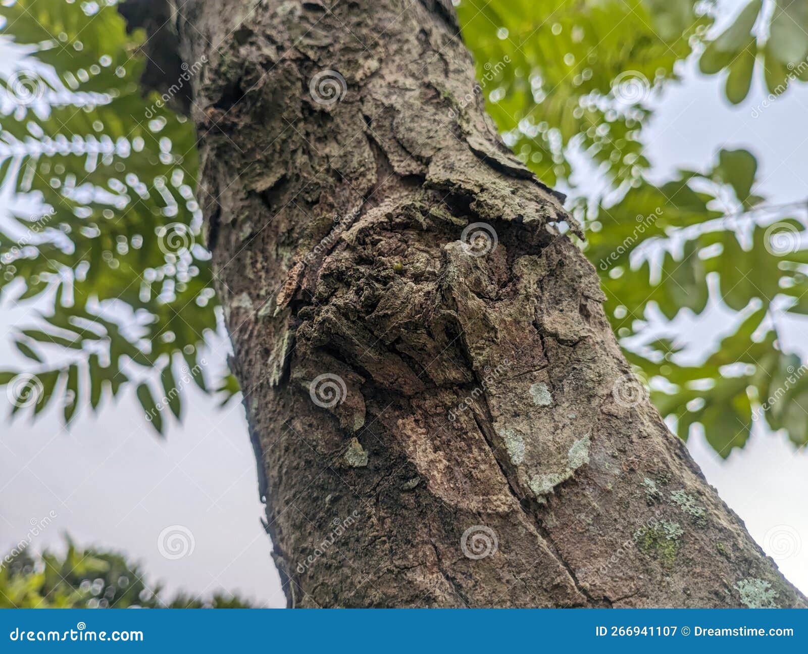 Wood Texture and Background of Large Wooden Trees in the Forest Stock ...