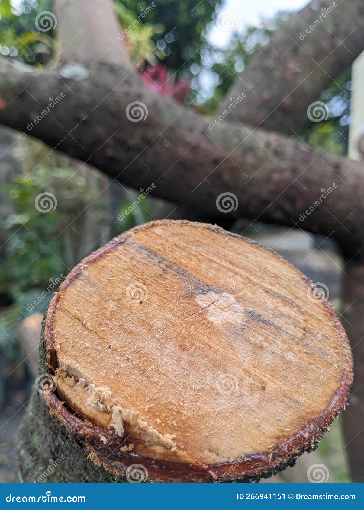 Wood Texture and Background of Large Wooden Trees in the Forest Stock ...