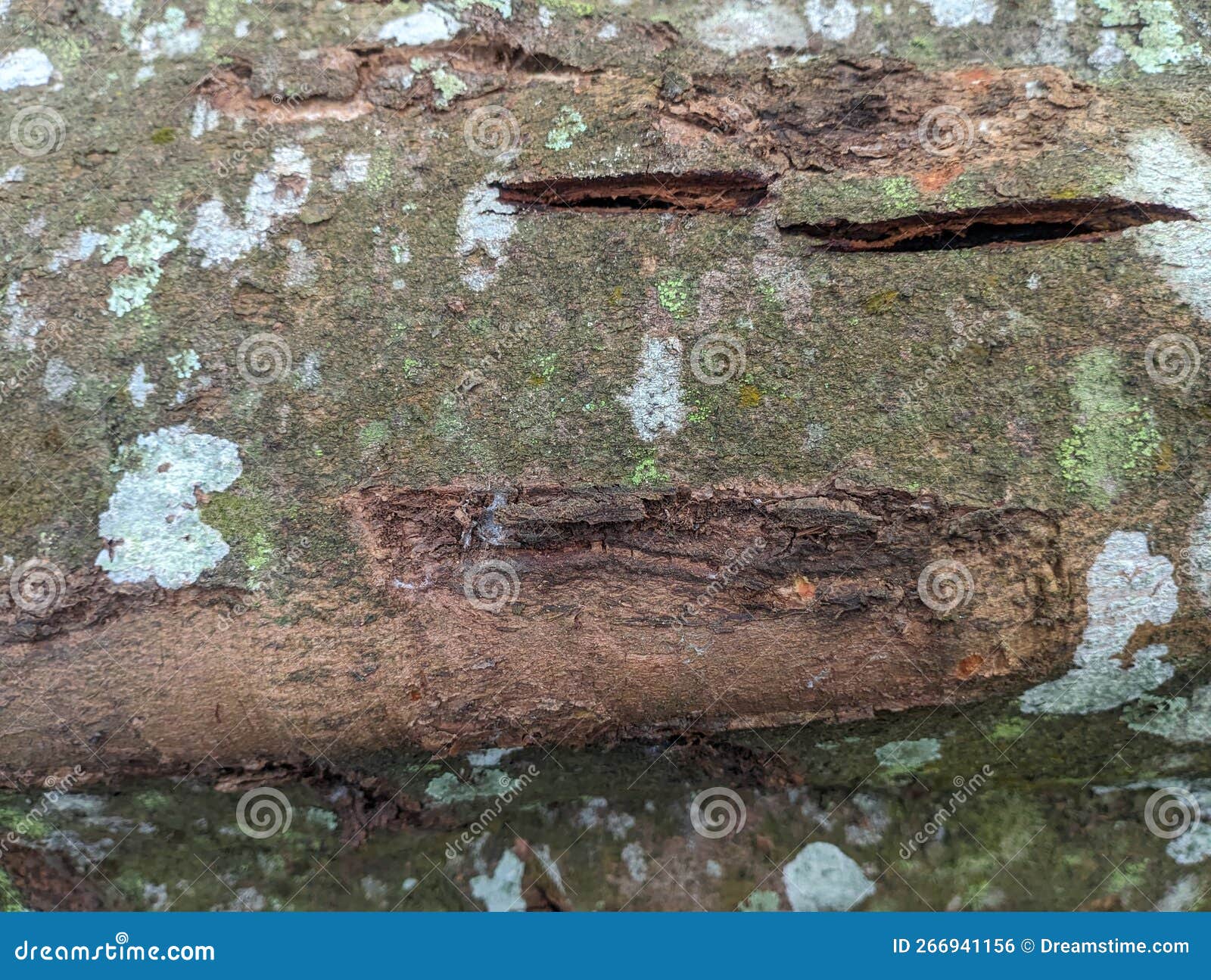 Wood Texture and Background of Large Wooden Trees in the Forest Stock ...