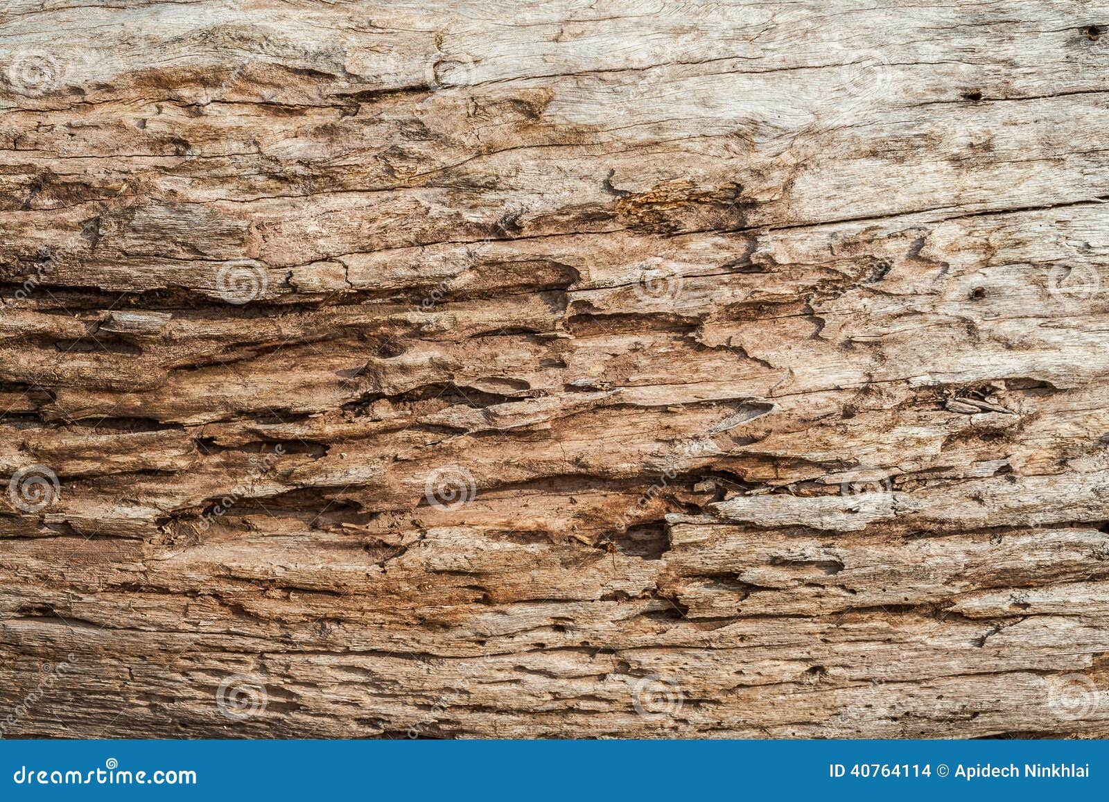 Wood texture background stock photo. Image of decay, knot - 40764114
