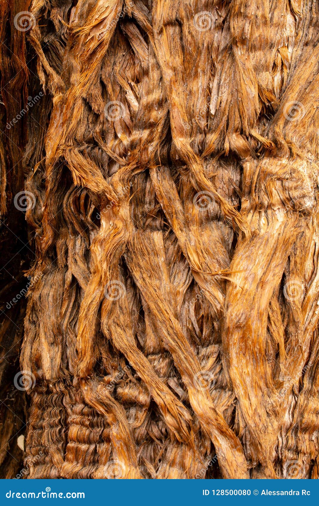 Wood Texture and Background of a Pine Tree Stock Photo - Image of ...