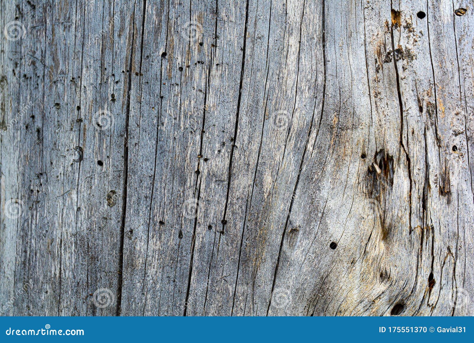 Wood Texture Background. the Surface of Old Knotted Wood with the ...