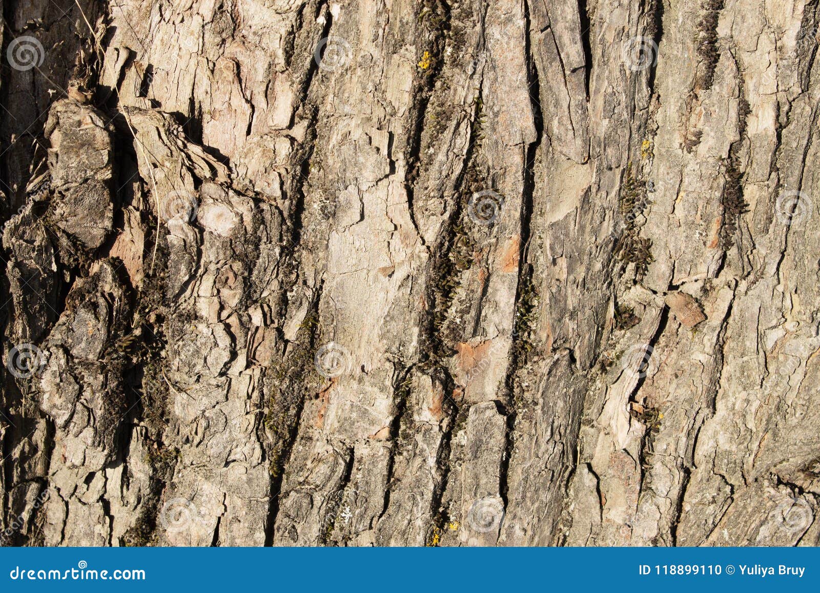 Wood Texture. Texture of a Tree Stock Photo - Image of nature, textured ...