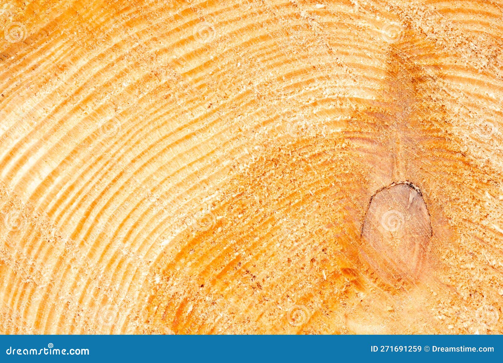 Wood Texture Banner- Spruce Cross Section Stock Image - Image of rough ...