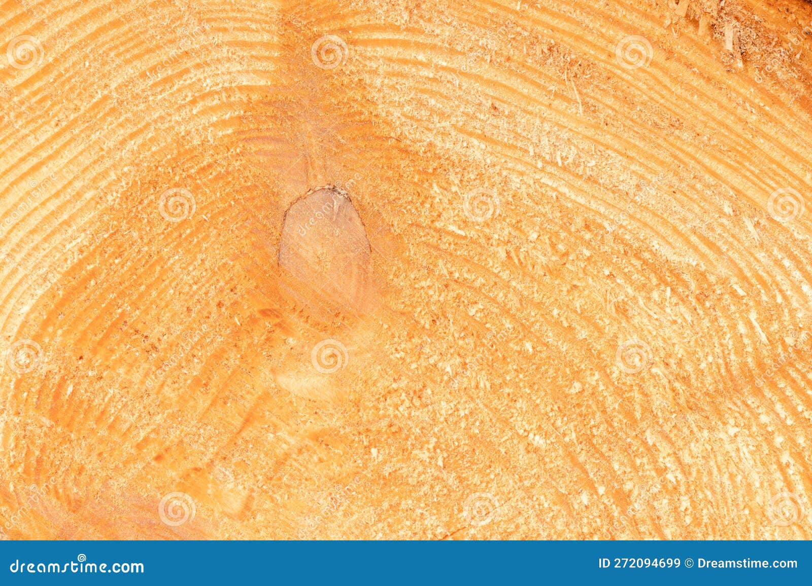 Wood Texture Banner- Spruce Cross Section Stock Image - Image of time ...