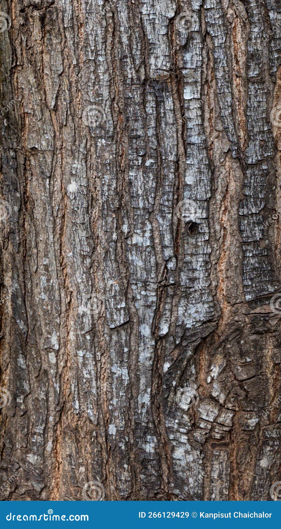 Wood Texture and Bark. Dry Tree Bark Texture Background. Stock Image ...