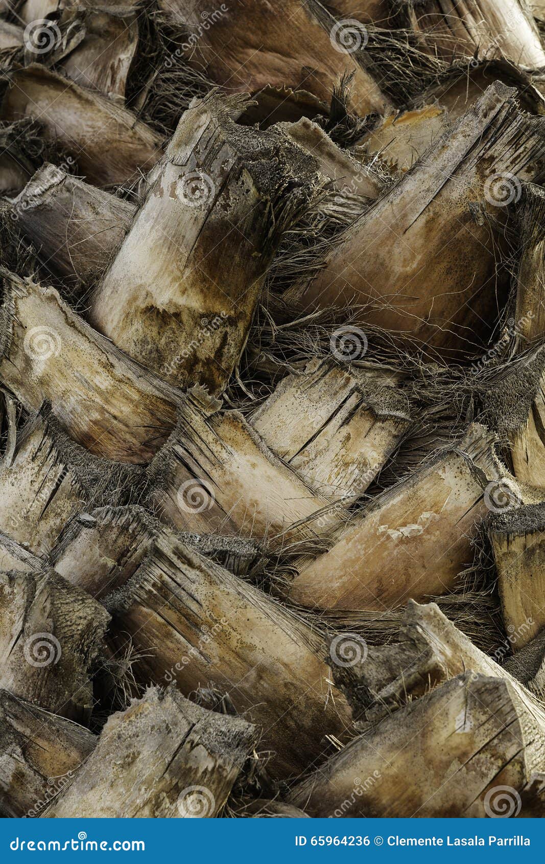 Wood Texture Bark of Palm-tree Stock Photo - Image of design, peel ...