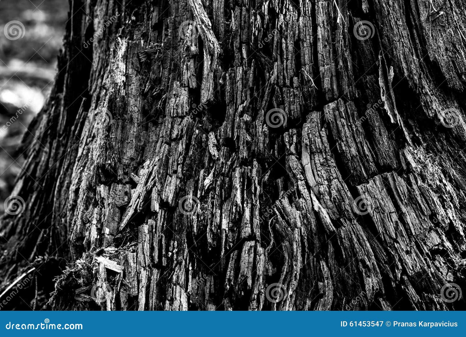 Wood Texture Black&white Stock Image - Image of woodland, plant: 61453547