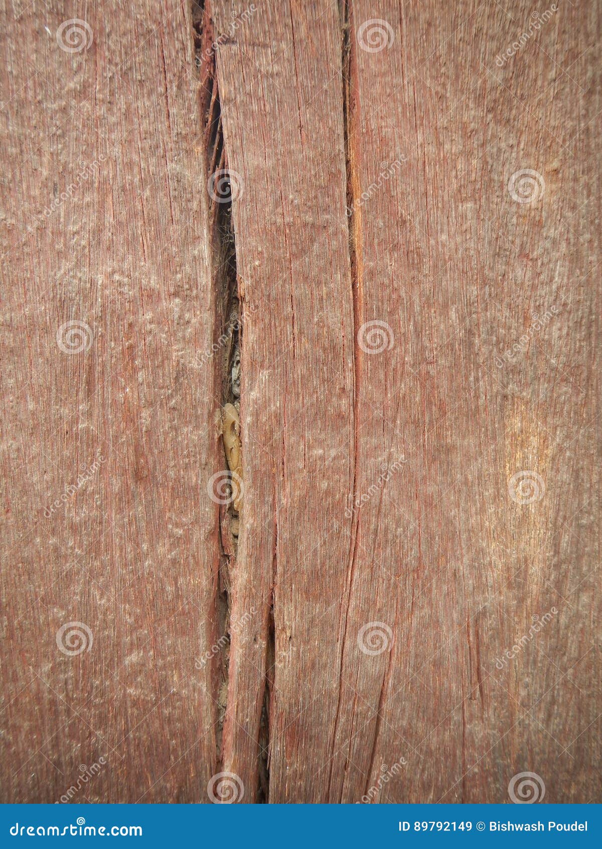 Wood Texture stock image. Image of beautiful, closeup - 89792149