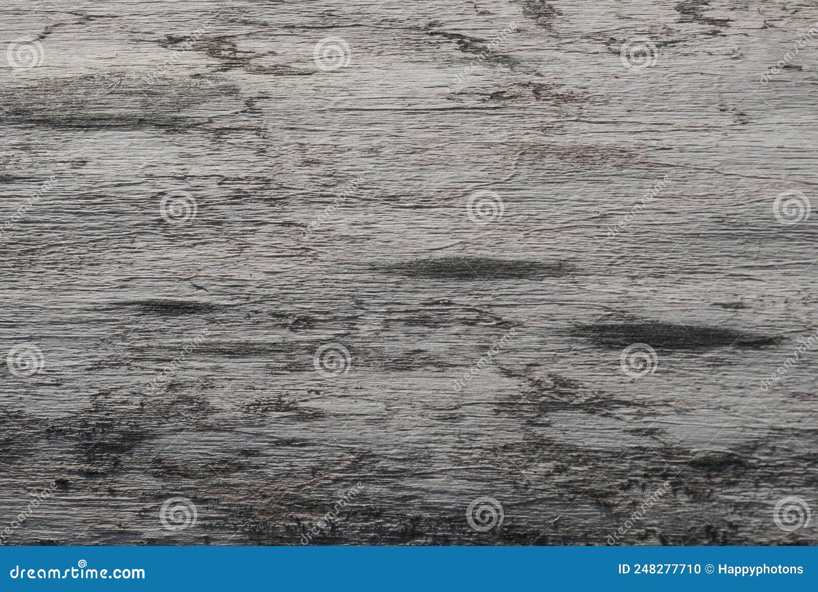 Wood Texture Close Up. Full Frame Stock Photo - Image of tree ...