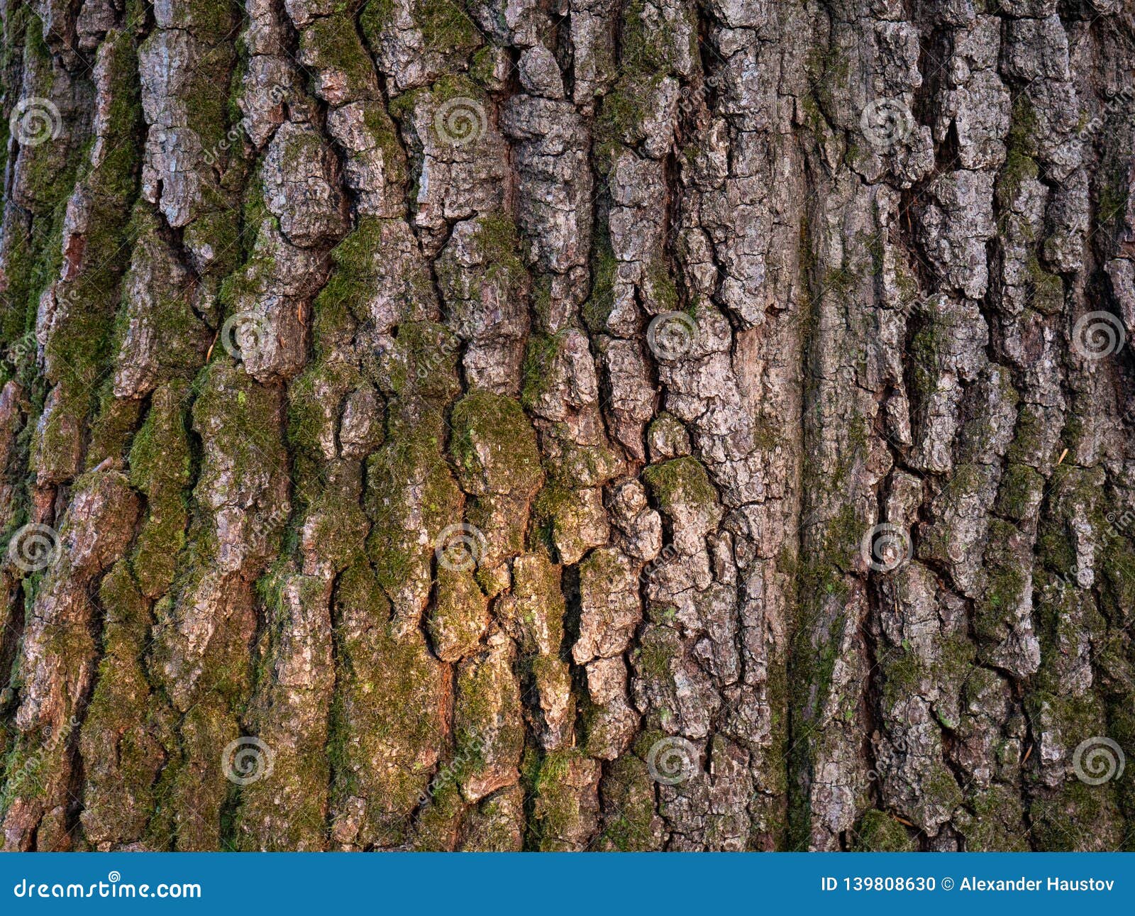 Wood Texture Closeup. Tree Texture In Forest Stock Photography ...