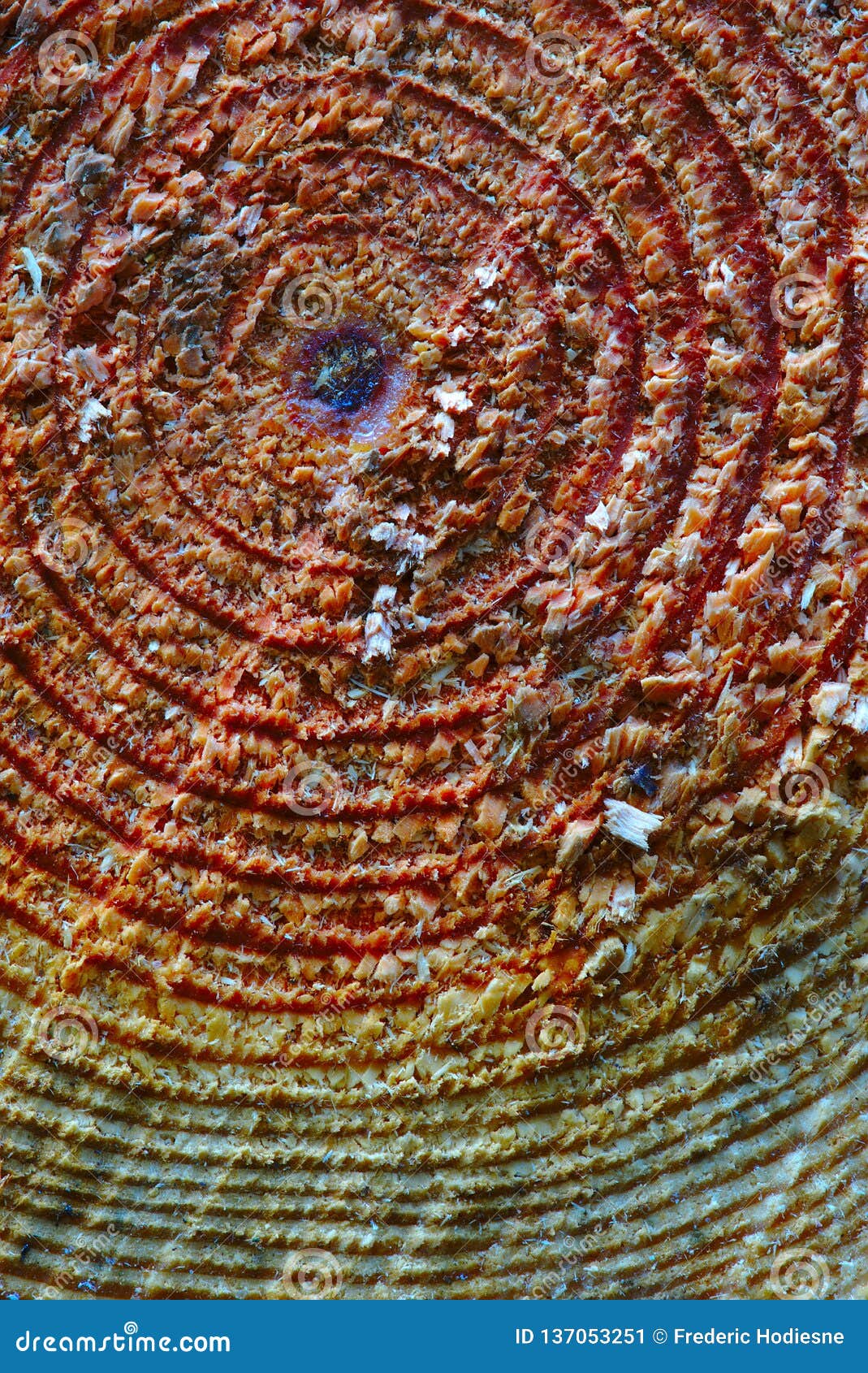 Concentric Circles of a Cut Tree Trunk Stock Image - Image of ring ...