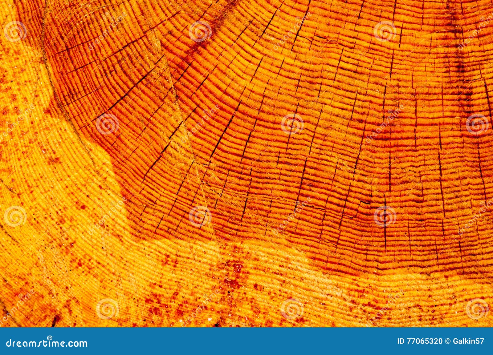 Wood Texture in Cross Section Stock Photo - Image of natural, brown ...