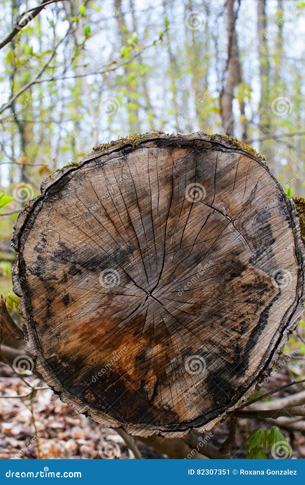 Wood Texture of Cross Section of a Tree in Ontario Forest Stock Image ...