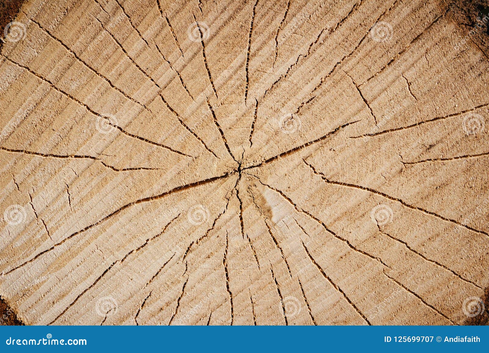 Wood Texture. Cross Section of the Tree Stock Image - Image of aged ...