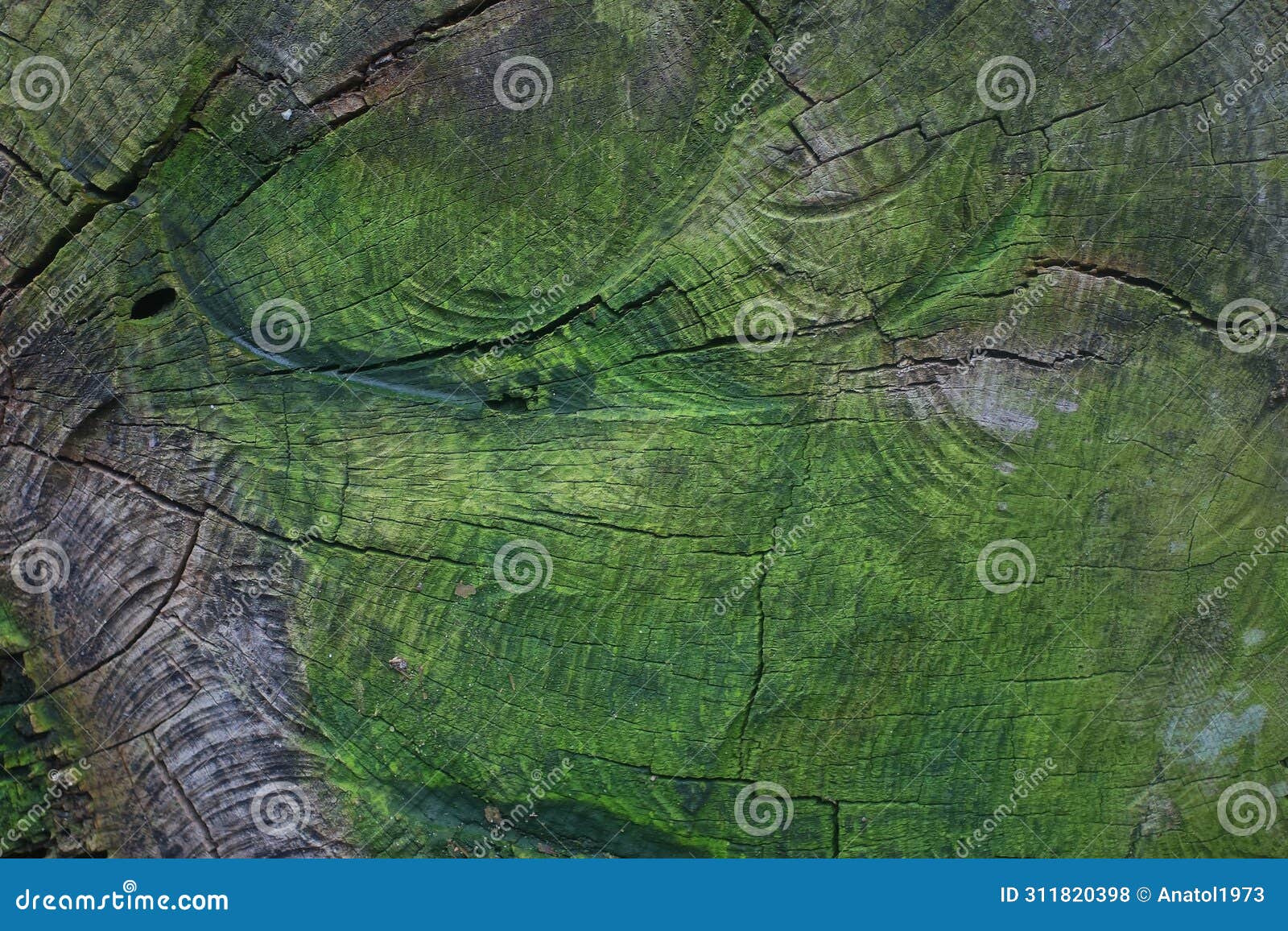Wood Texture from Cut on a Dry Wood Log Stock Photo - Image of nature ...