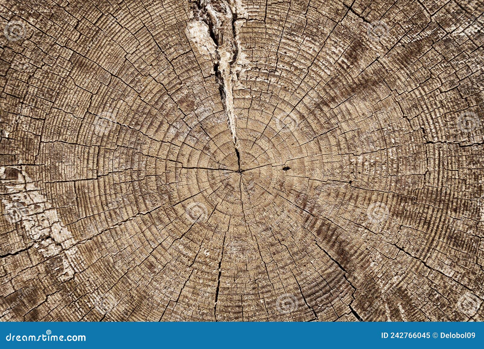Wood Texture of a Cut Log, Background. Stock Image - Image of pattern ...