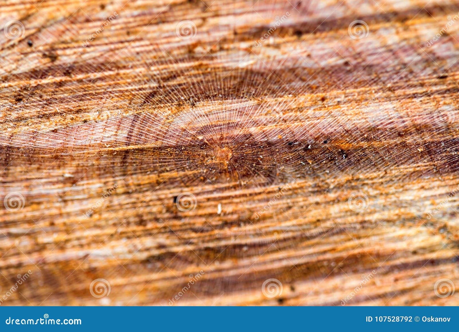 Wood texture of cut tree stock photo. Image of bark - 107528792