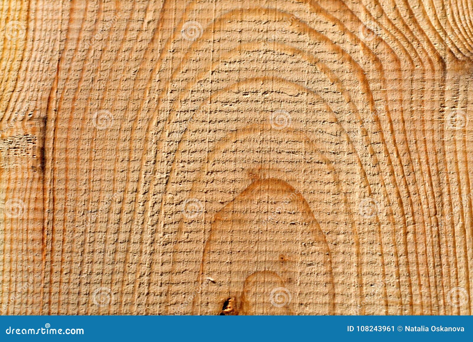 Wood texture of cut tree stock image. Image of pattern - 108243961