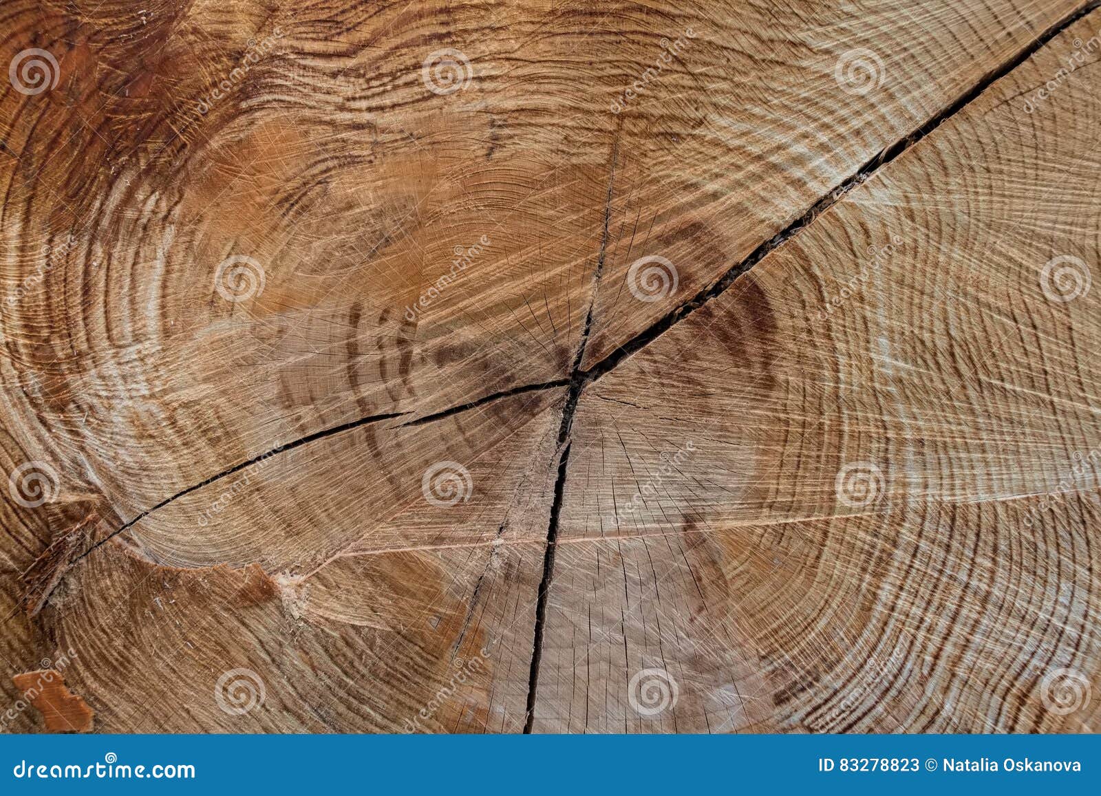 Wood texture of cut tree stock image. Image of background - 83278823