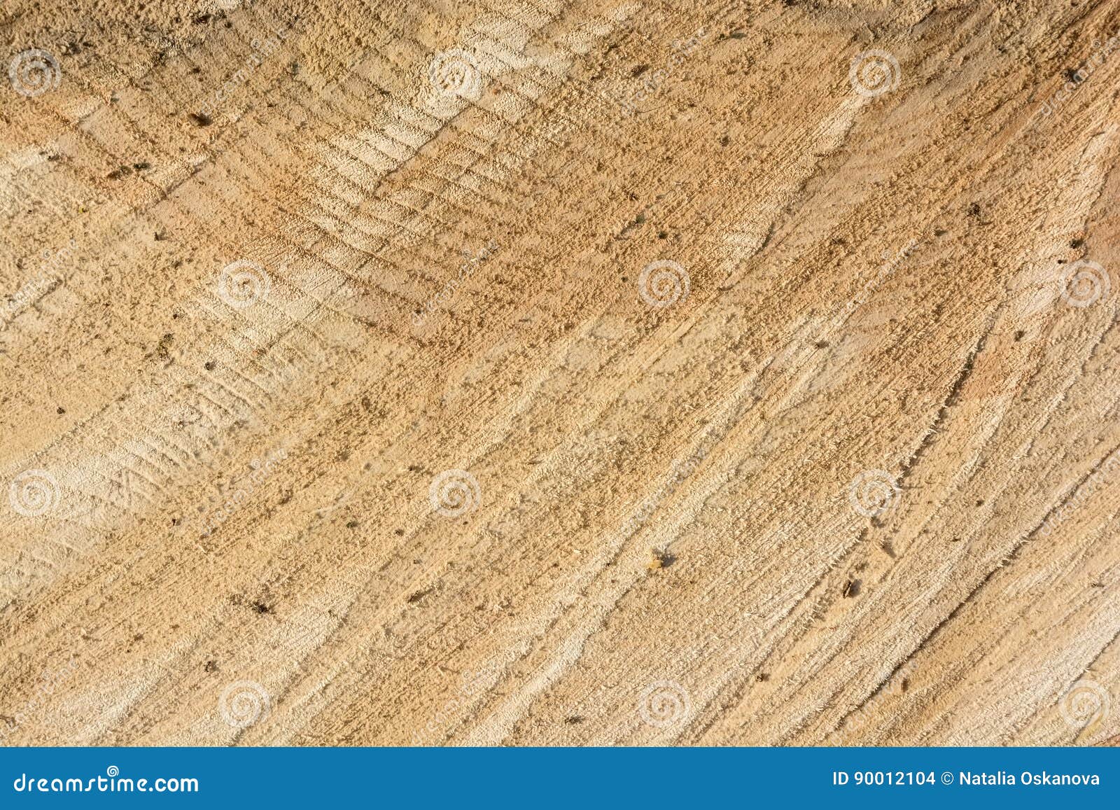 Wood texture of cut tree stock photo. Image of plank - 90012104