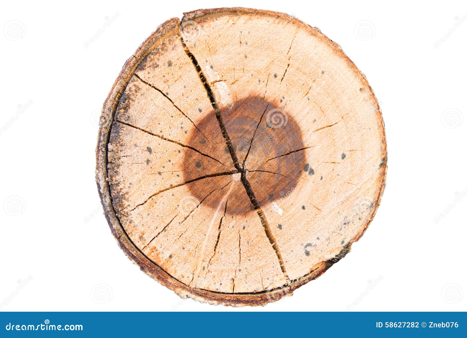Wood Texture of Cut Tree stock photo. Image of white - 58627282