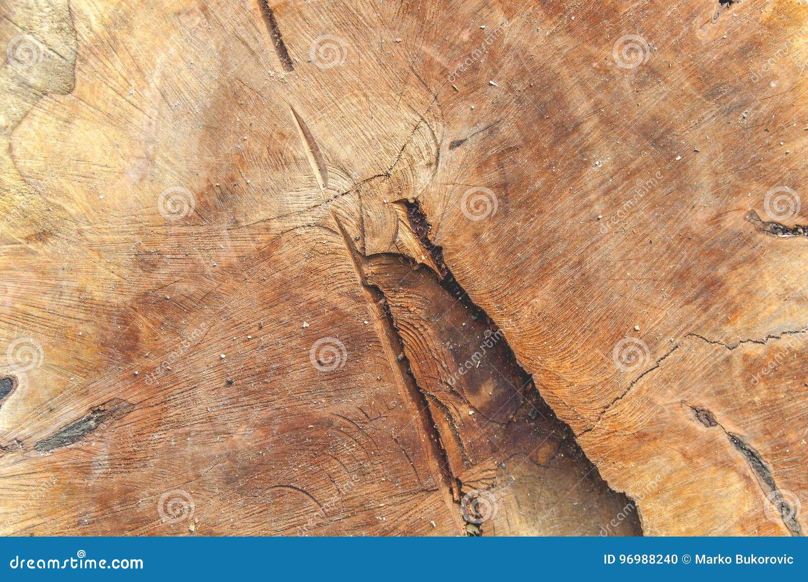 Wood Texture of Cut Tree Trunk Background Stock Photo - Image of ...
