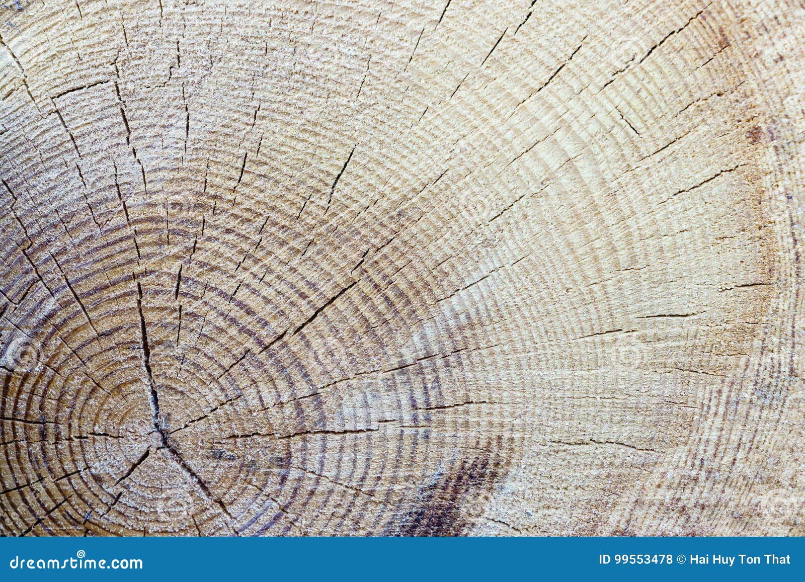 Old Wood Tree Rings Texture Stock Photo - Image of abstract, chainsaw ... Old Wood Tree Rings Texture Stock Photo - Image of abstract, chainsaw ...
